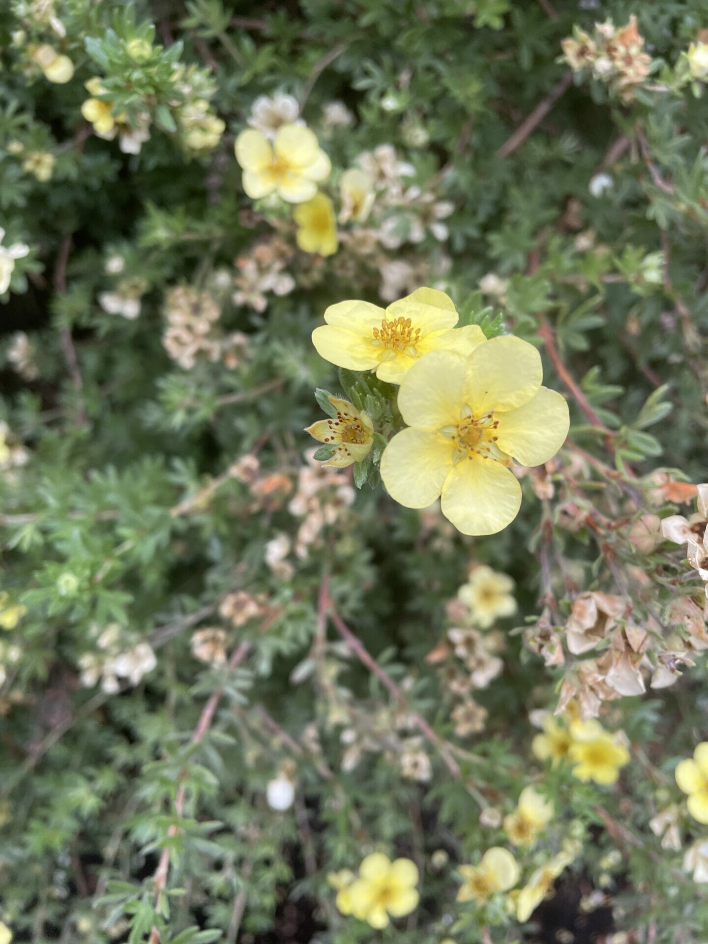 Lili Saintcrow | Primrose To Me